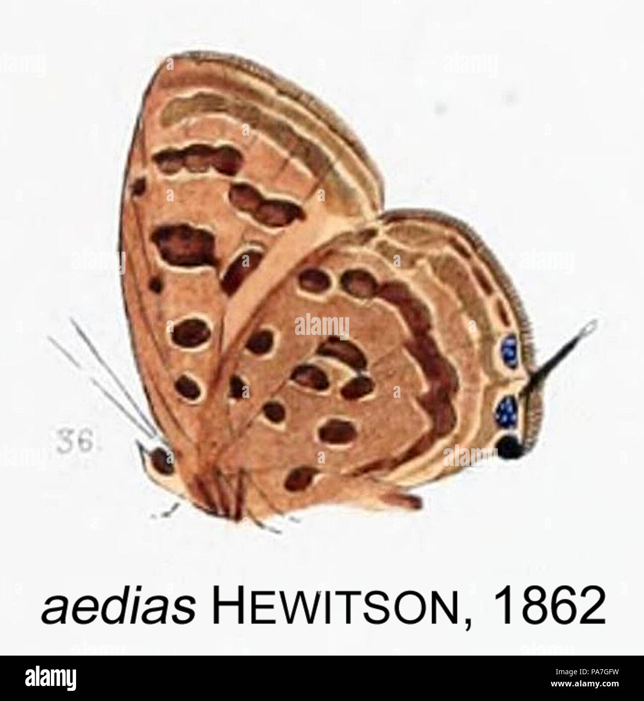 102 species Cut Out Stock Images & Pictures - Alamy