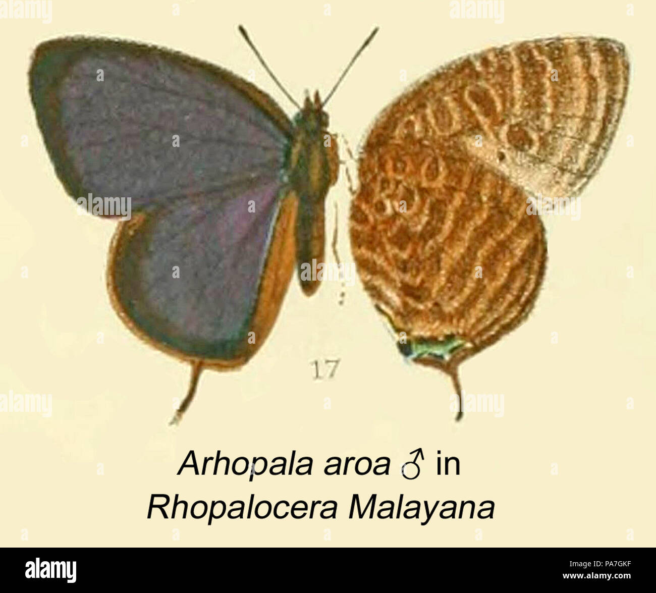 Aroa hi-res stock photography and images - Alamy