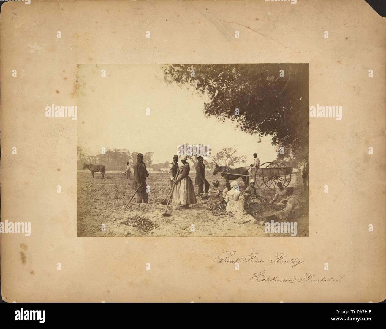 Slaves plantation working hi-res stock photography and images - Alamy