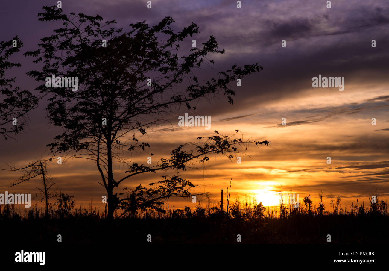 A sunset landscape over the Everglades Stock Photo - Alamy