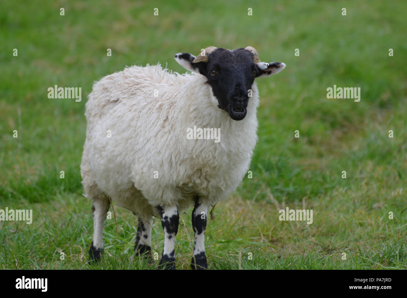 Black and white colored sheep roaming a field Stock Photo - Alamy