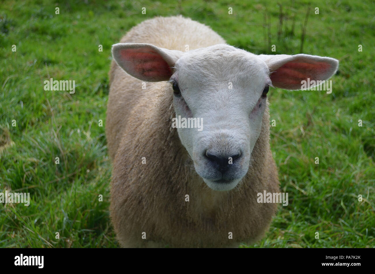 Beautiful White Sheep in a remote location Stock Photo - Alamy