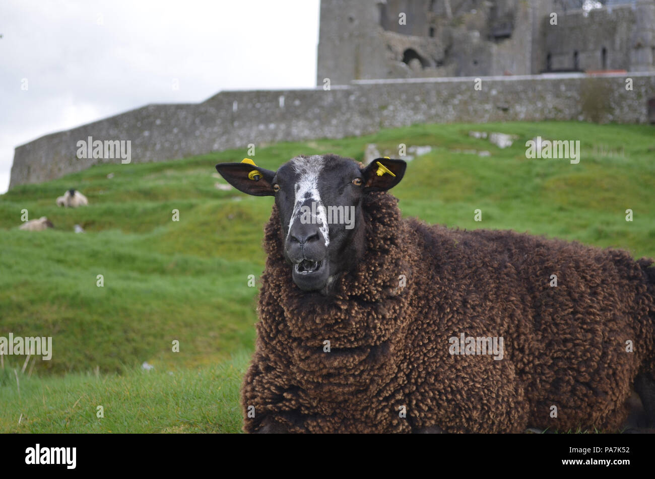 Beautifuly colored Sheep In A remote location Stock Photo - Alamy