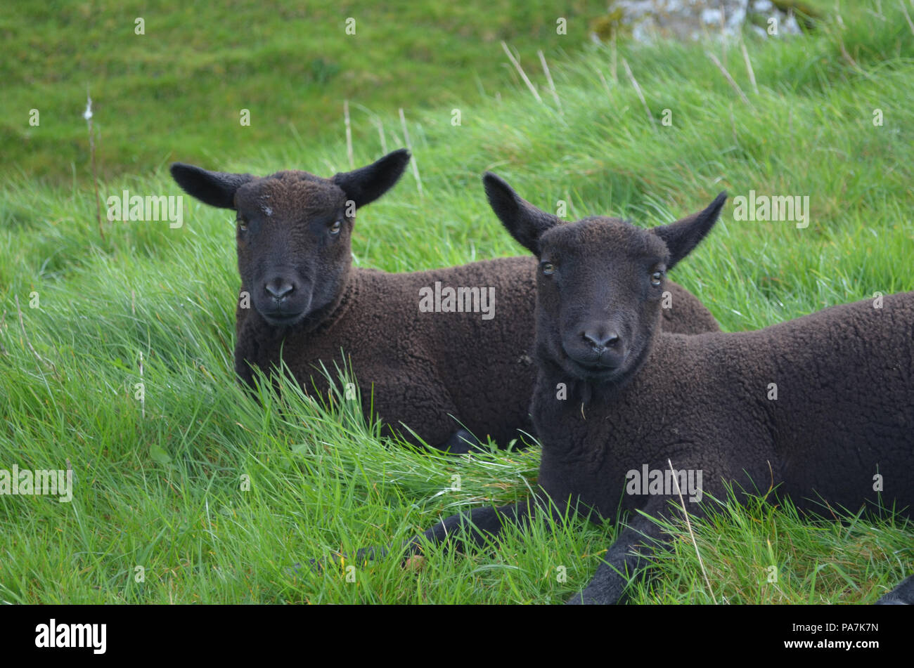 Two black sheeps hi-res stock photography and images - Alamy