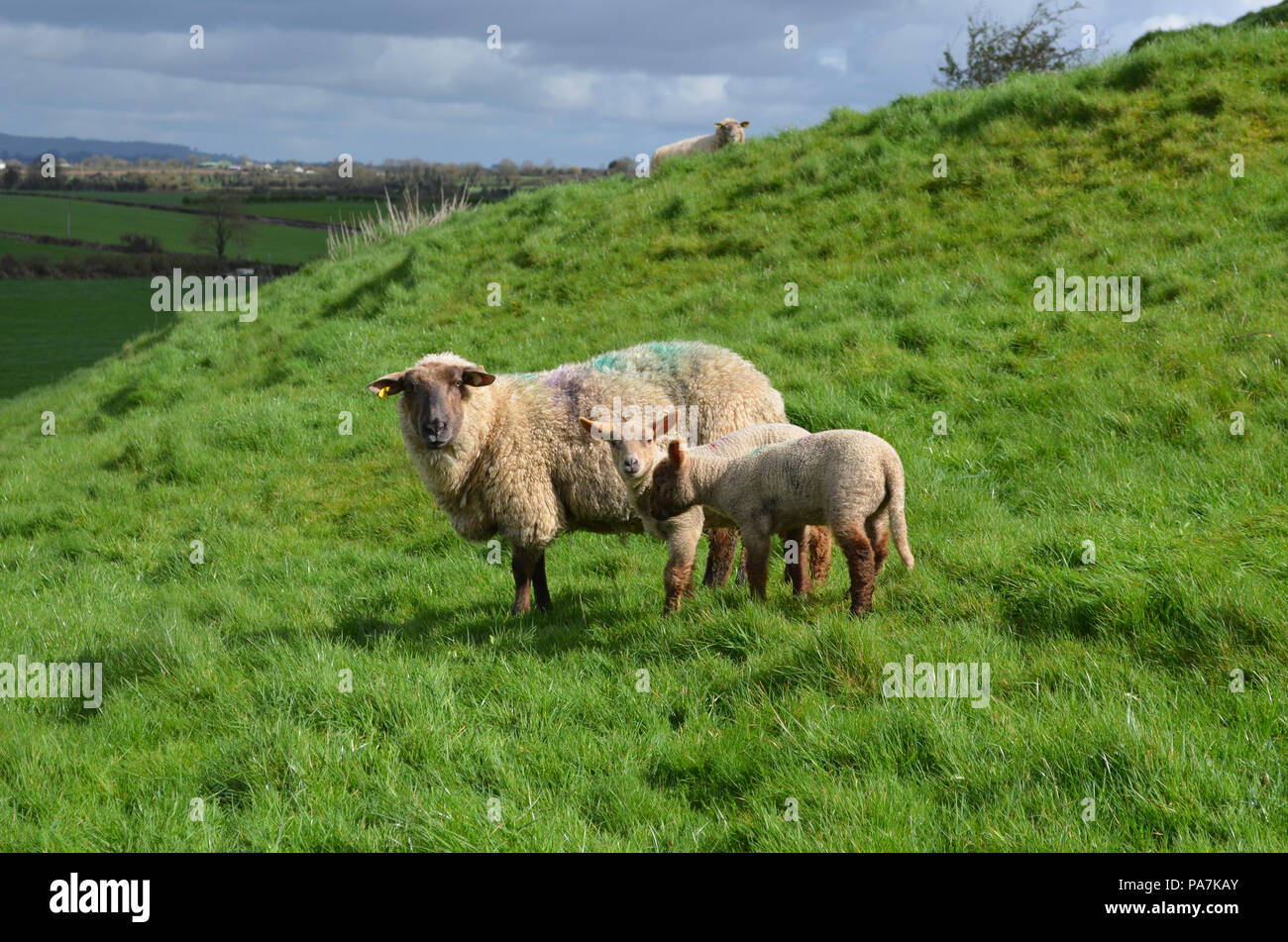 Lambs following mother hi-res stock photography and images - Alamy