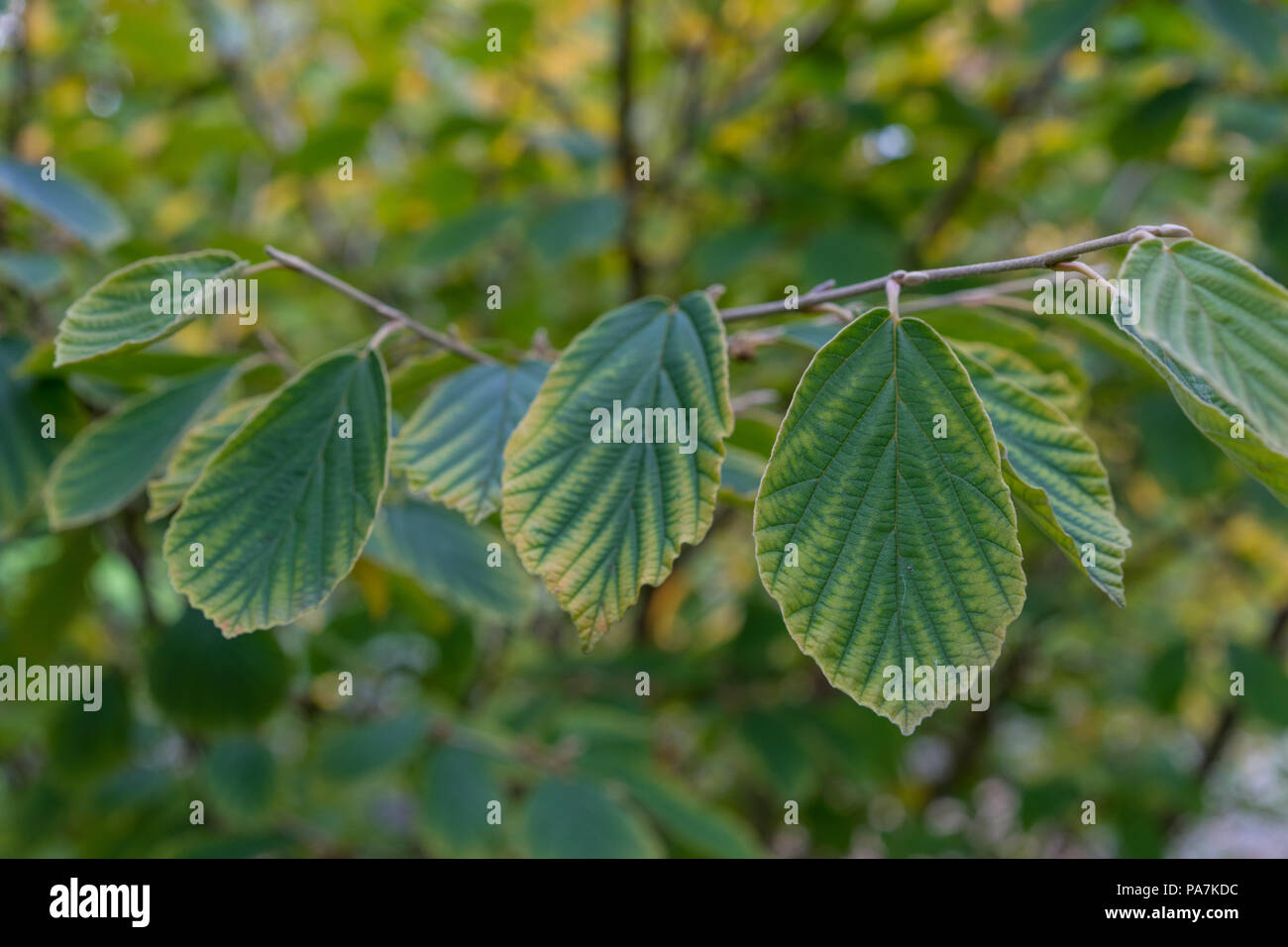 Hamamelidaceae hi-res stock photography and images - Alamy