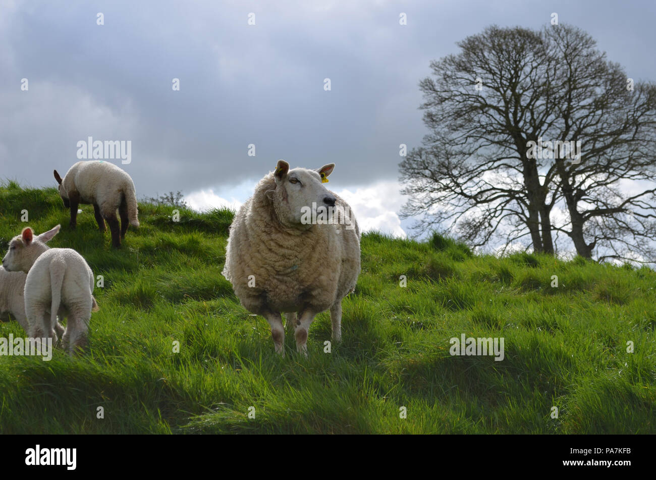 Many horned sheep hi-res stock photography and images - Alamy