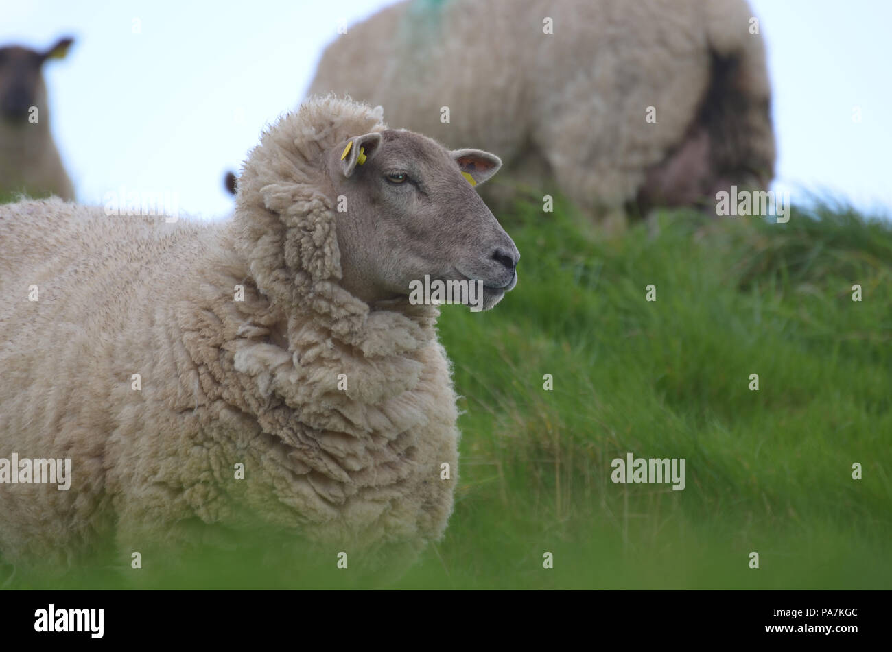 Beautiful white sheep wandering in a remote location Stock Photo - Alamy