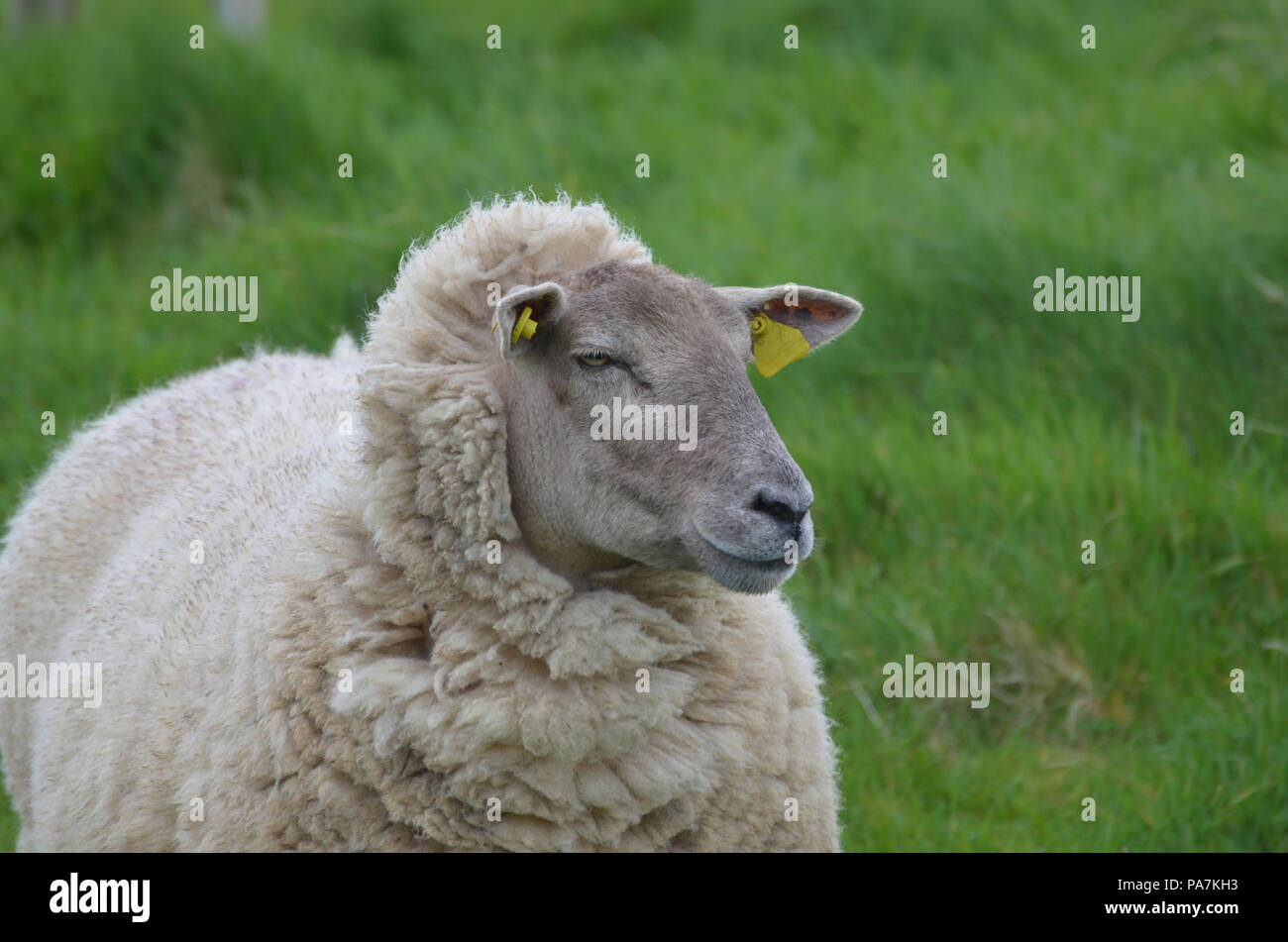 Highland Sheep Scotland Ram High Resolution Stock Photography and ...