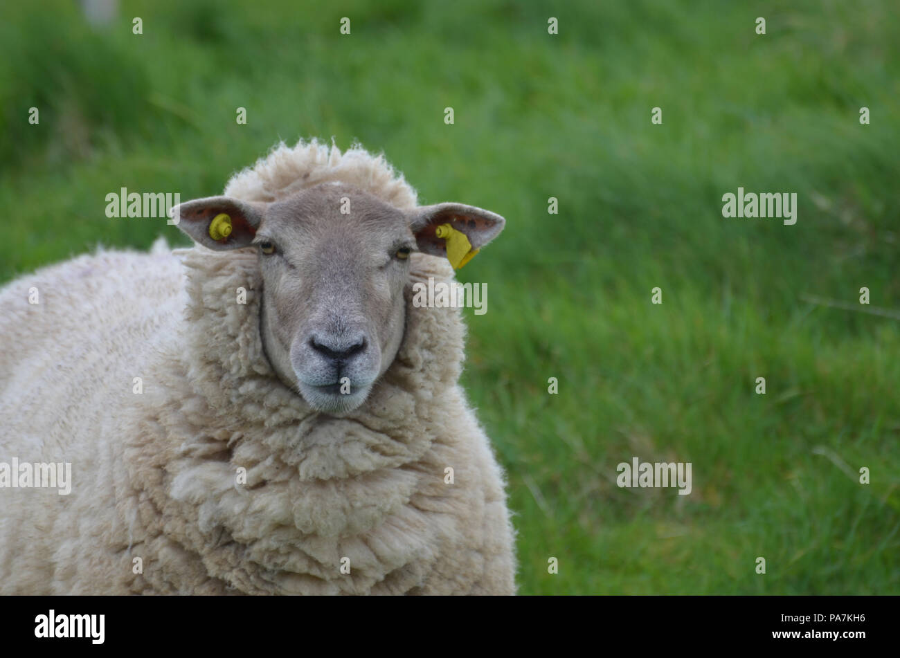 beautiful White Sheep in a remote location Stock Photo - Alamy