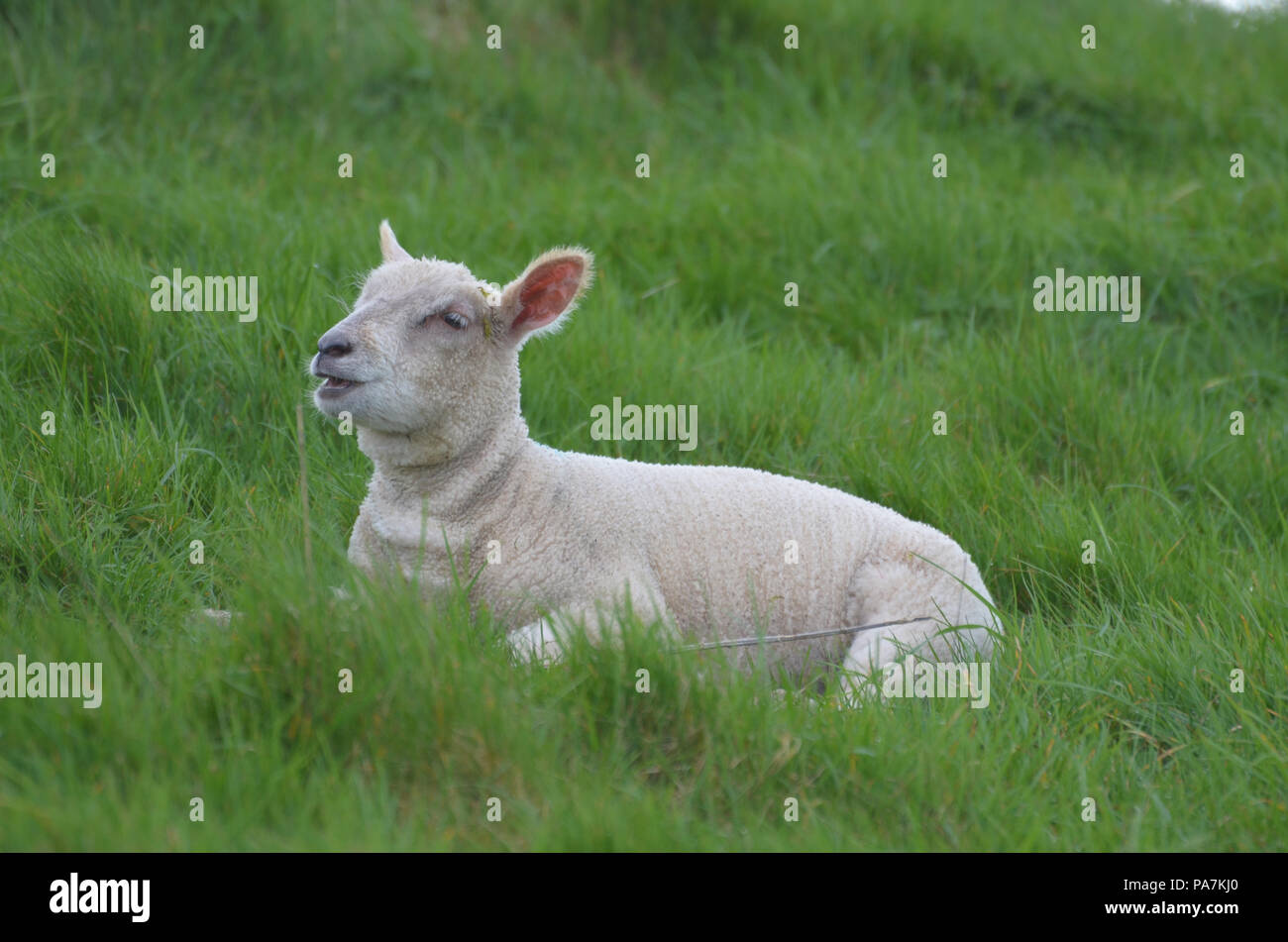 cute white sheep resting in a remote location Stock Photo - Alamy
