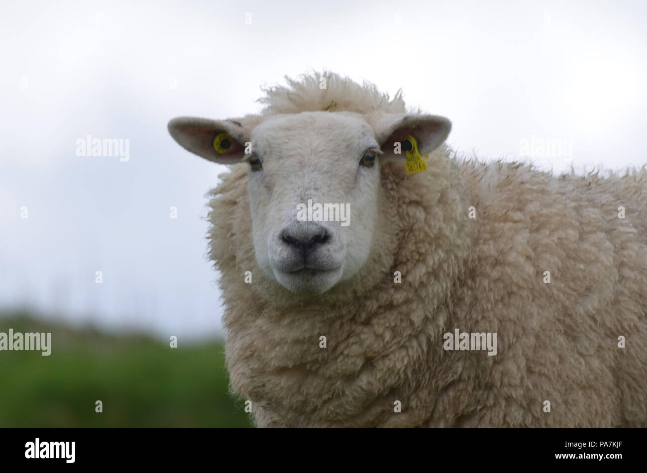 Adorable White Sheep in grassy field in Ireland Stock Photo - Alamy