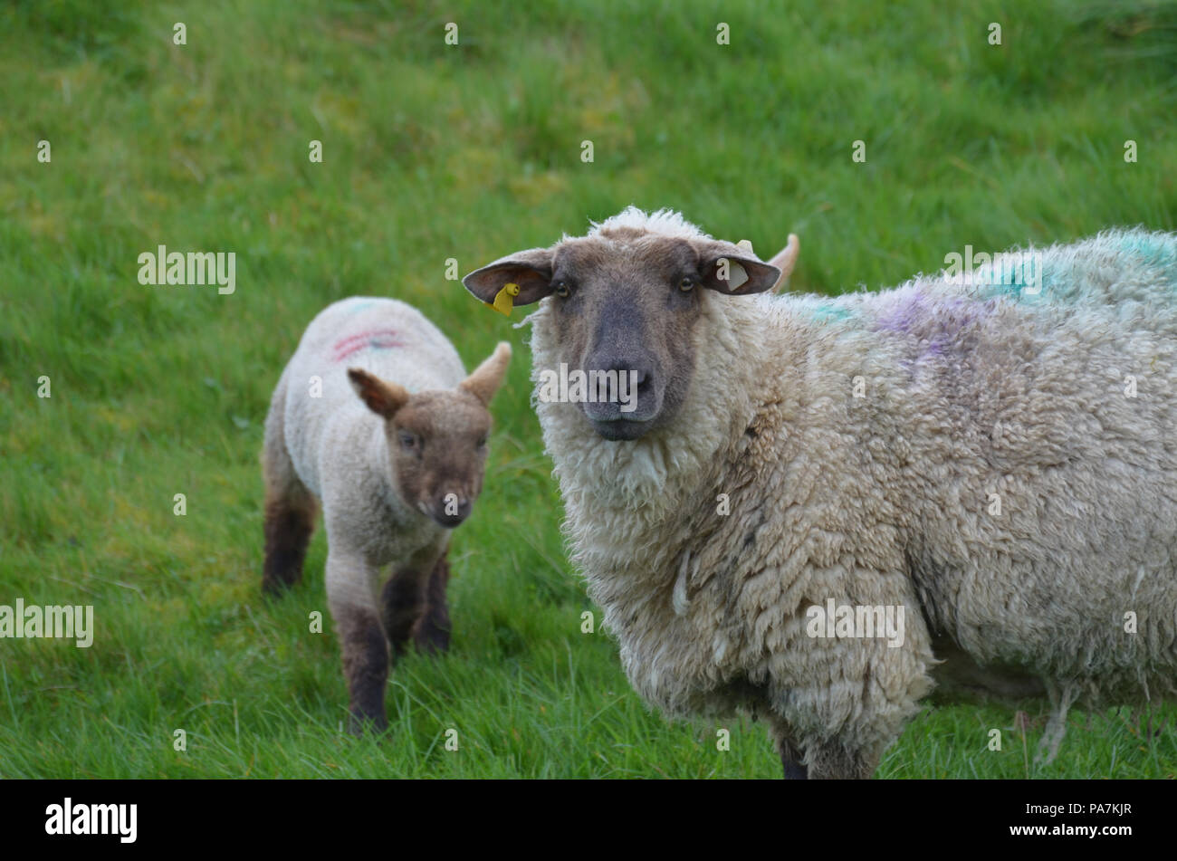 two cute sheep in a remote location Stock Photo - Alamy