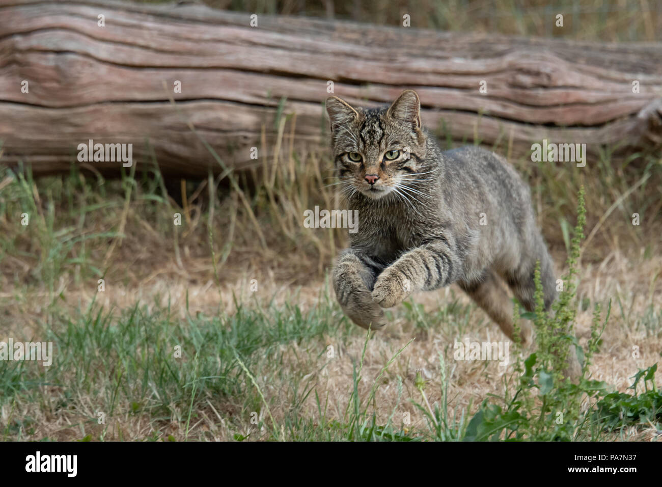 A scottish wild cat on the run leaping and looking intensely forward ...