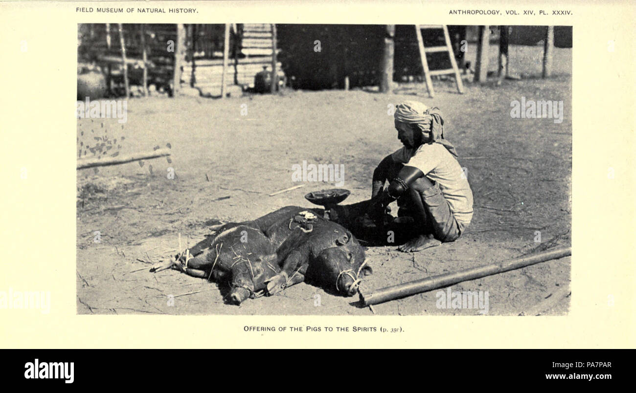 127 An Itneg shaman offering pigs to anito spirits (1922, Philippines ...