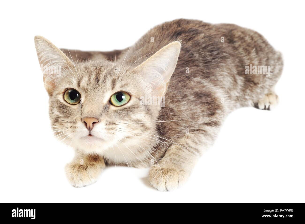 Little Gray kitten Stock Photo - Alamy
