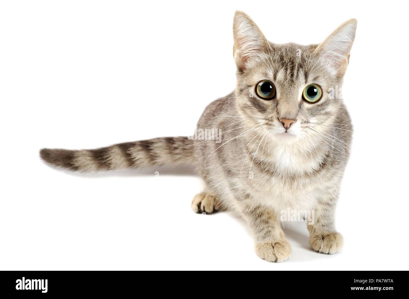 Little Gray kitten Stock Photo - Alamy