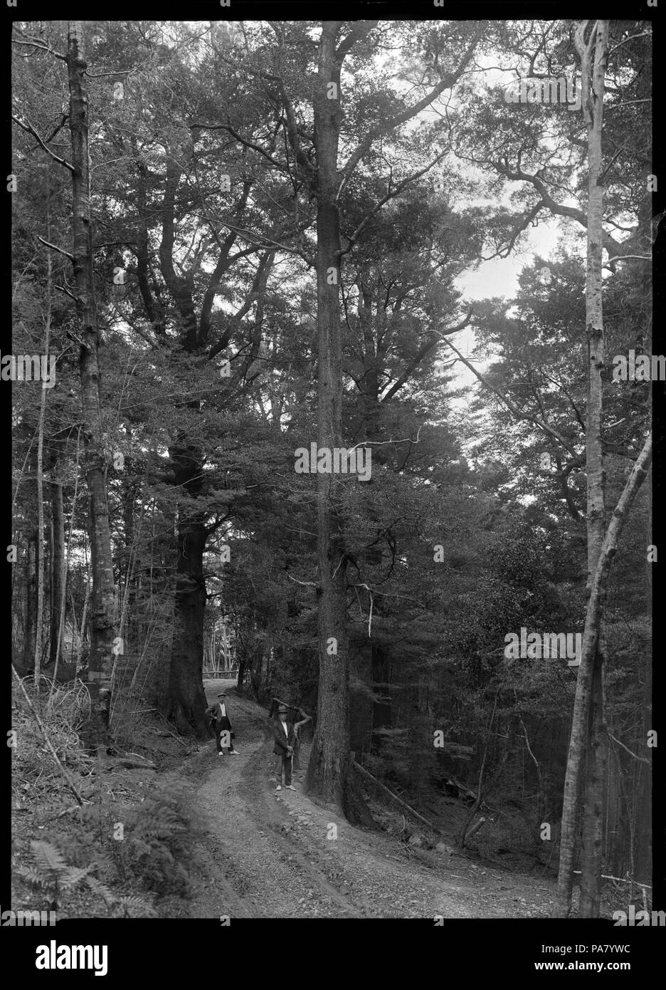 Road lined with trees Black and White Stock Photos & Images - Alamy