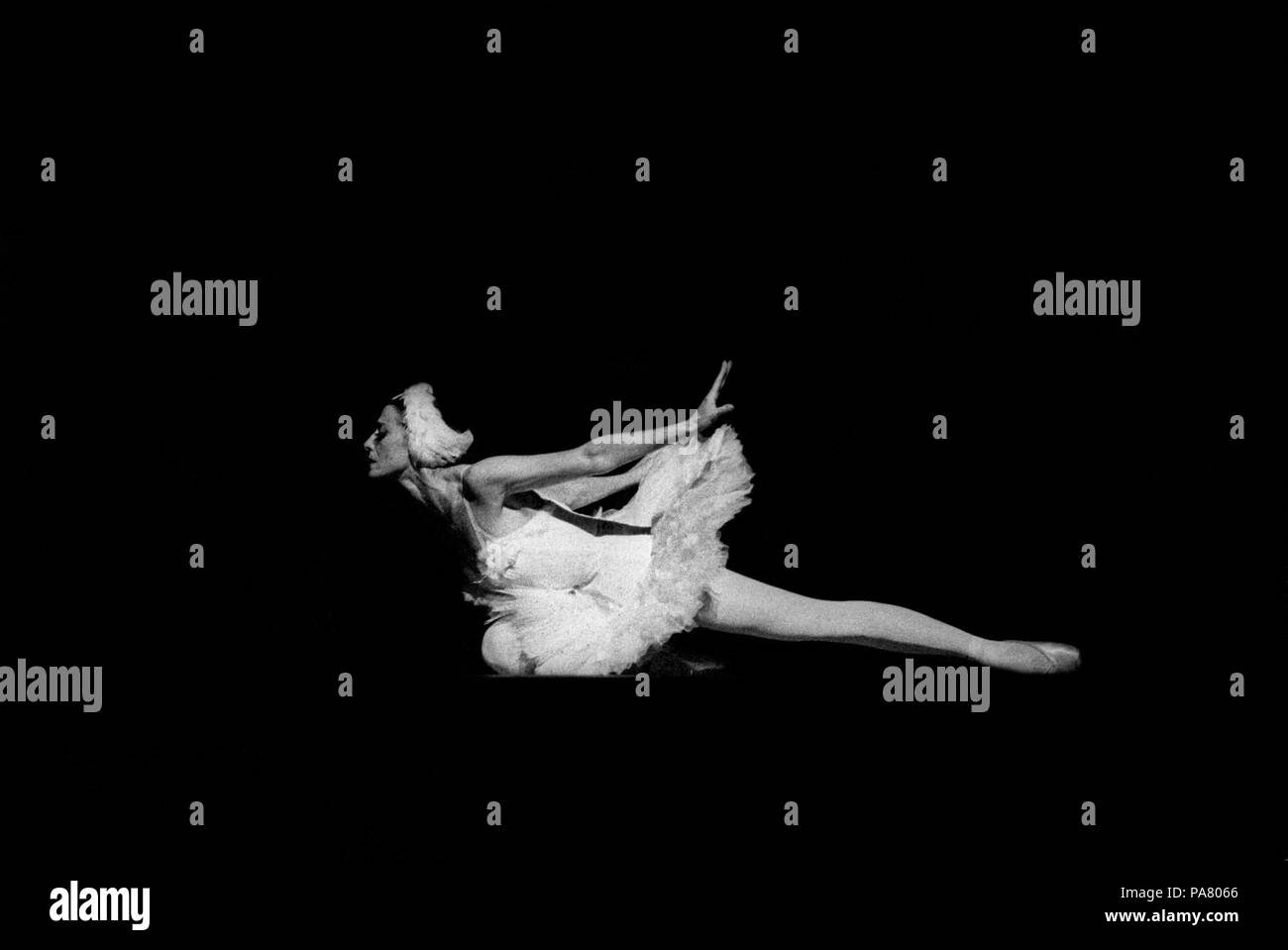 Dying swan hi-res stock photography and images - Alamy