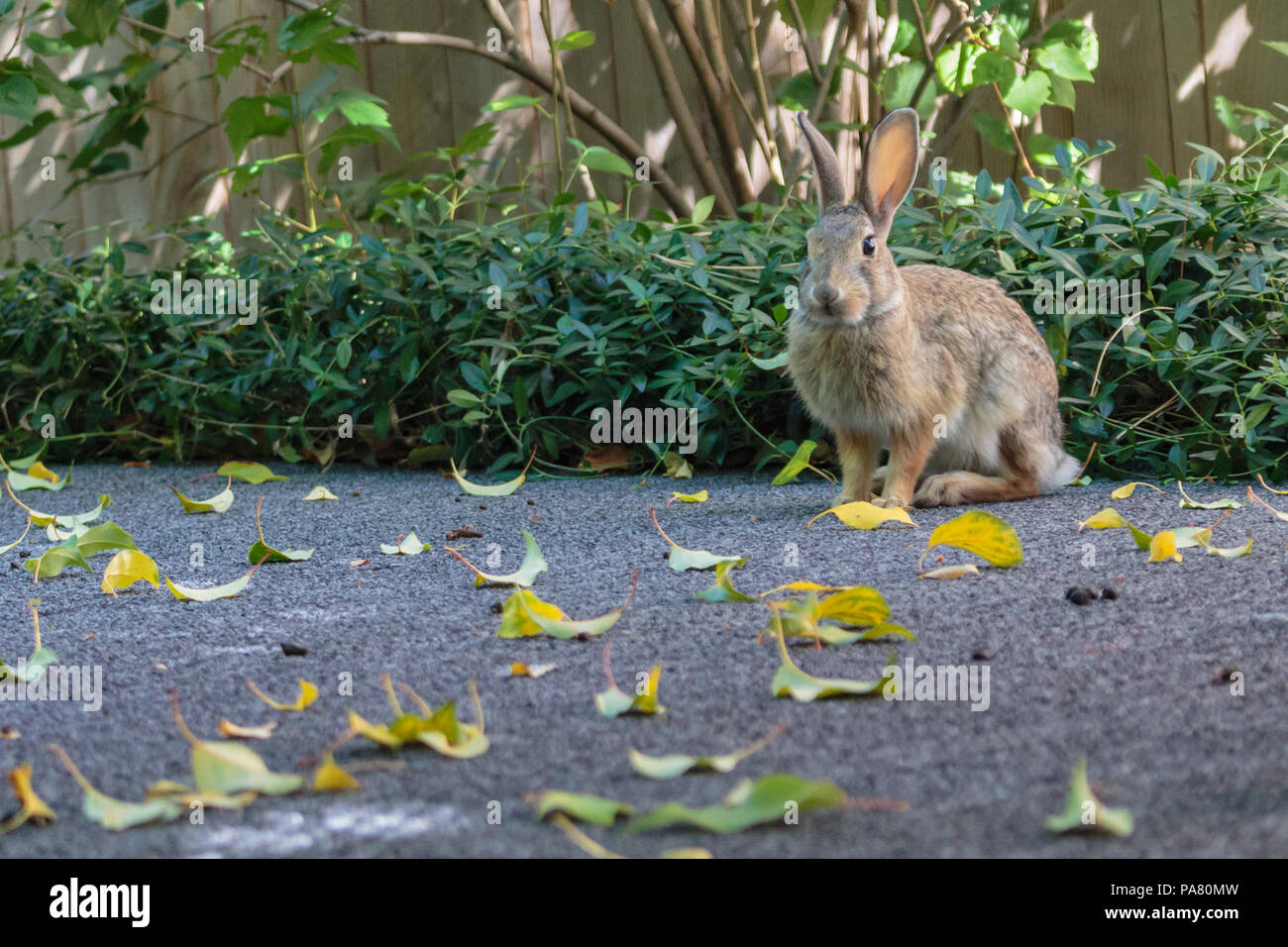 A little bunny rabbit sitting poised, waiting for his picture to be ...