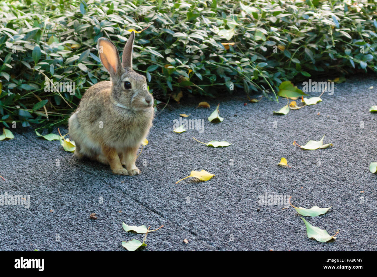 A little bunny rabbit sitting poised, ears perked, at the ready to ...
