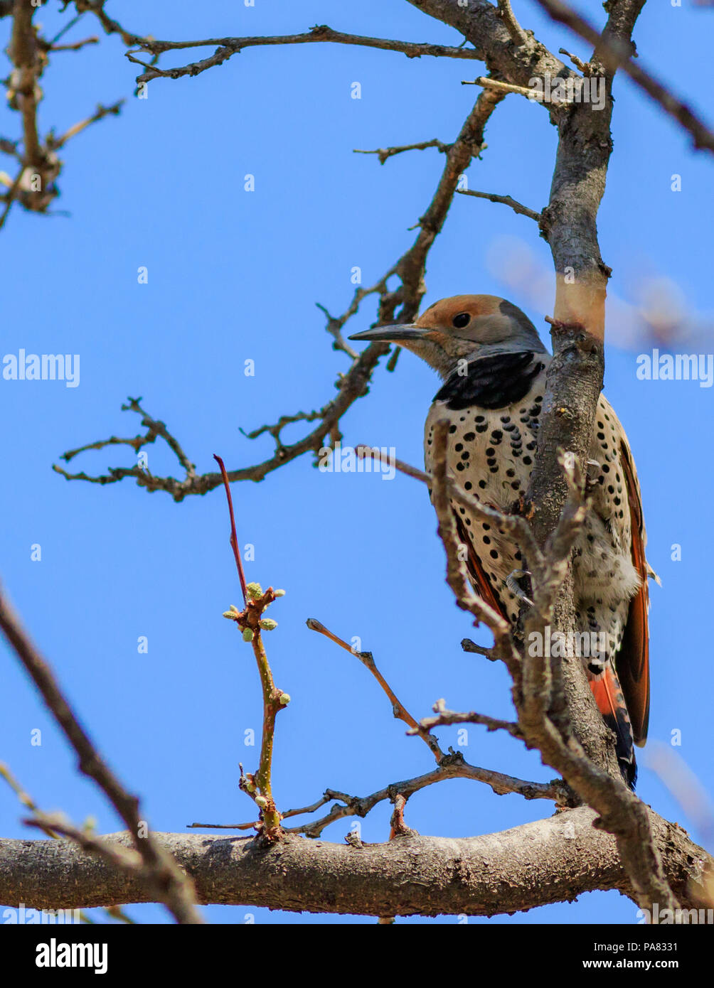 Northern Flicker returning gaze showing spotted underbelly Stock Photo ...