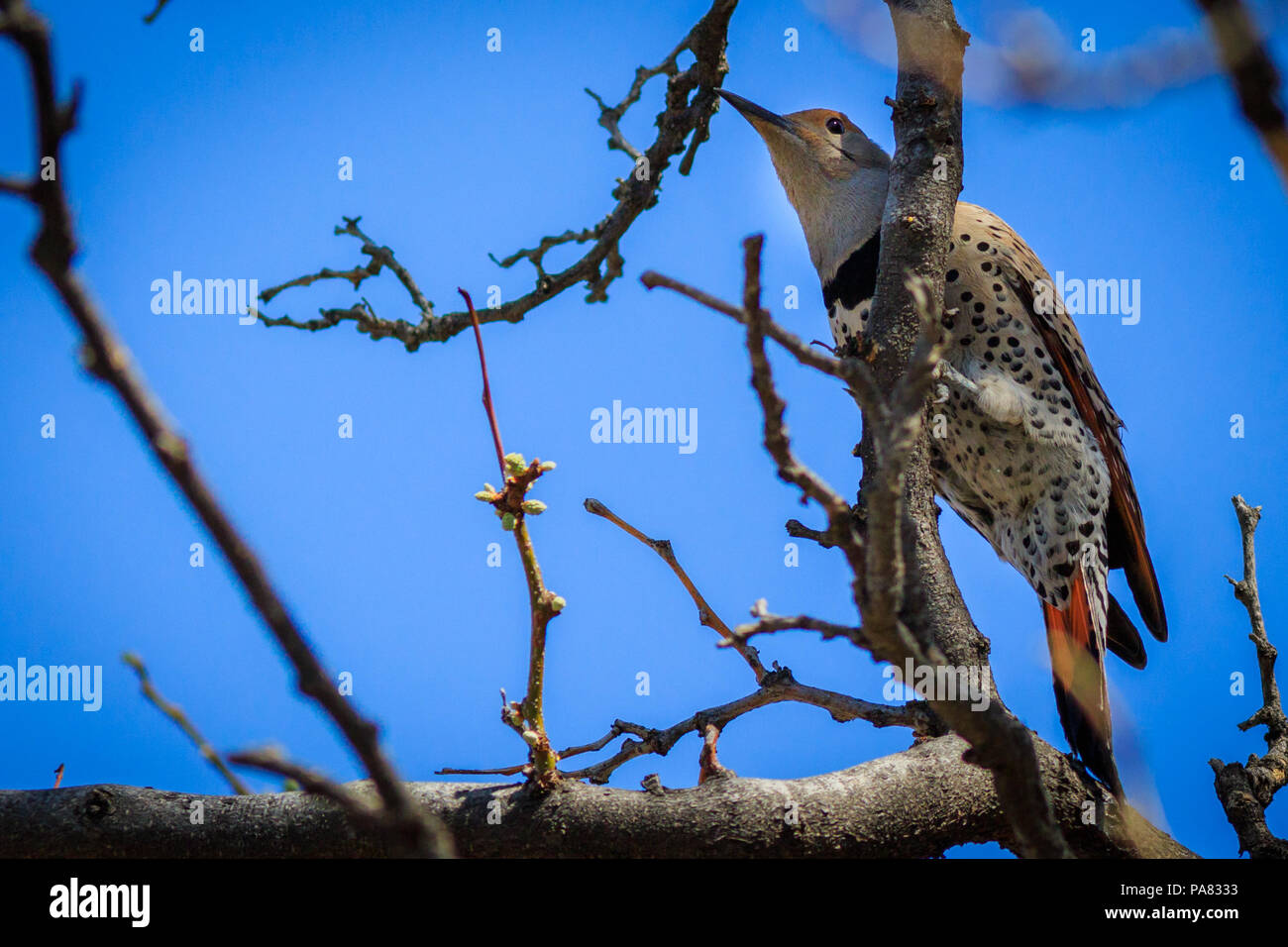Northern Flicker grasping tree branch displaying spotted underbelly ...