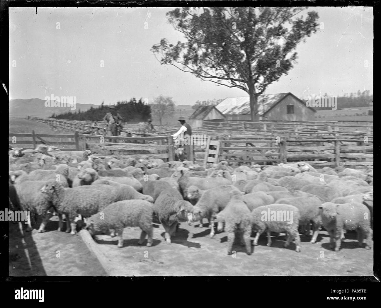 Drafting sheep Black and White Stock Photos & Images - Alamy