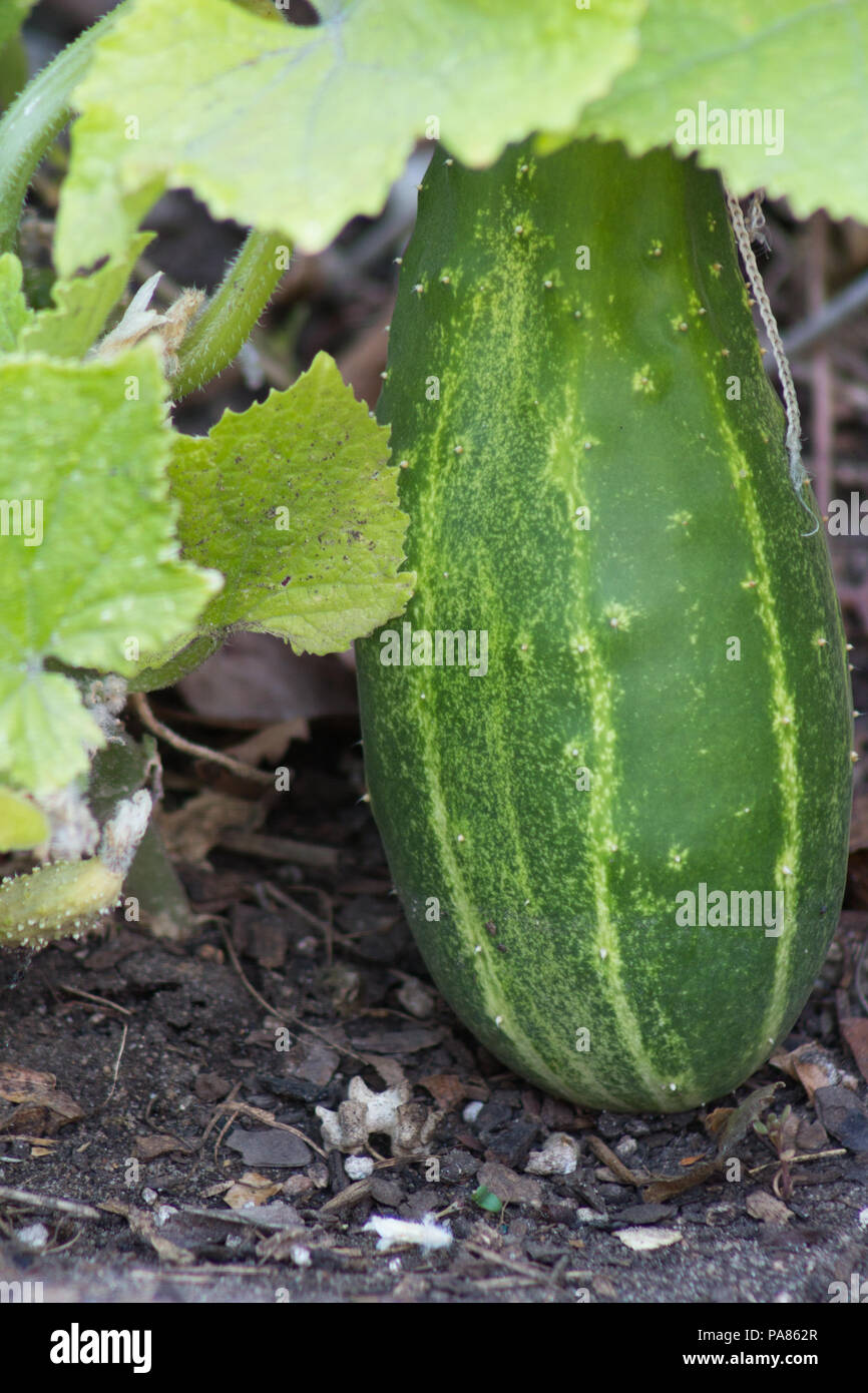 Big Cucumber High Resolution Stock Photography and Images - Alamy