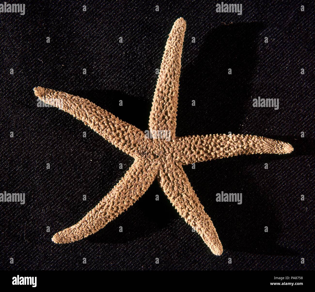 ESTRELLA DE MAR Stock Photo - Alamy