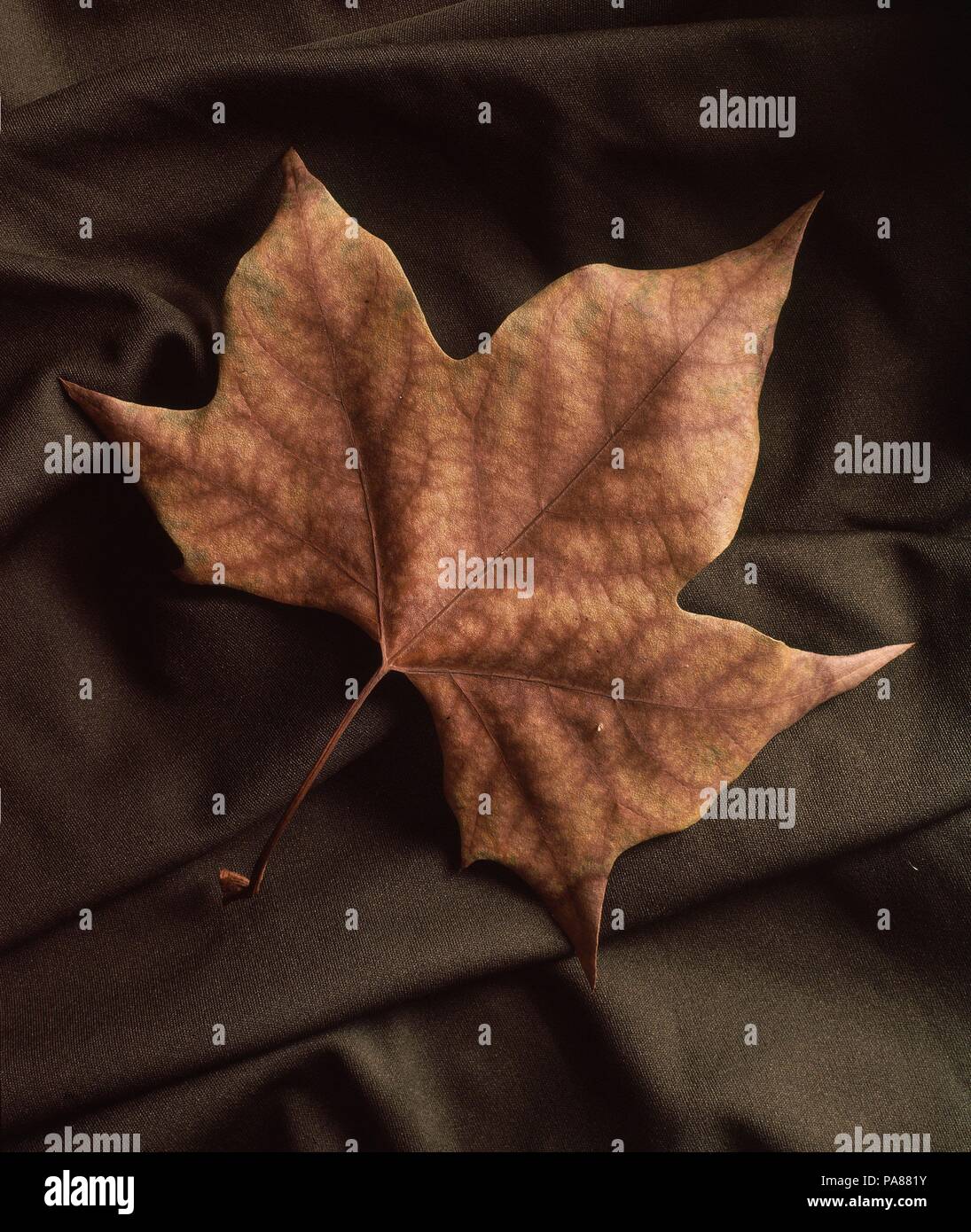 Hoja seca hi-res stock photography and images - Alamy