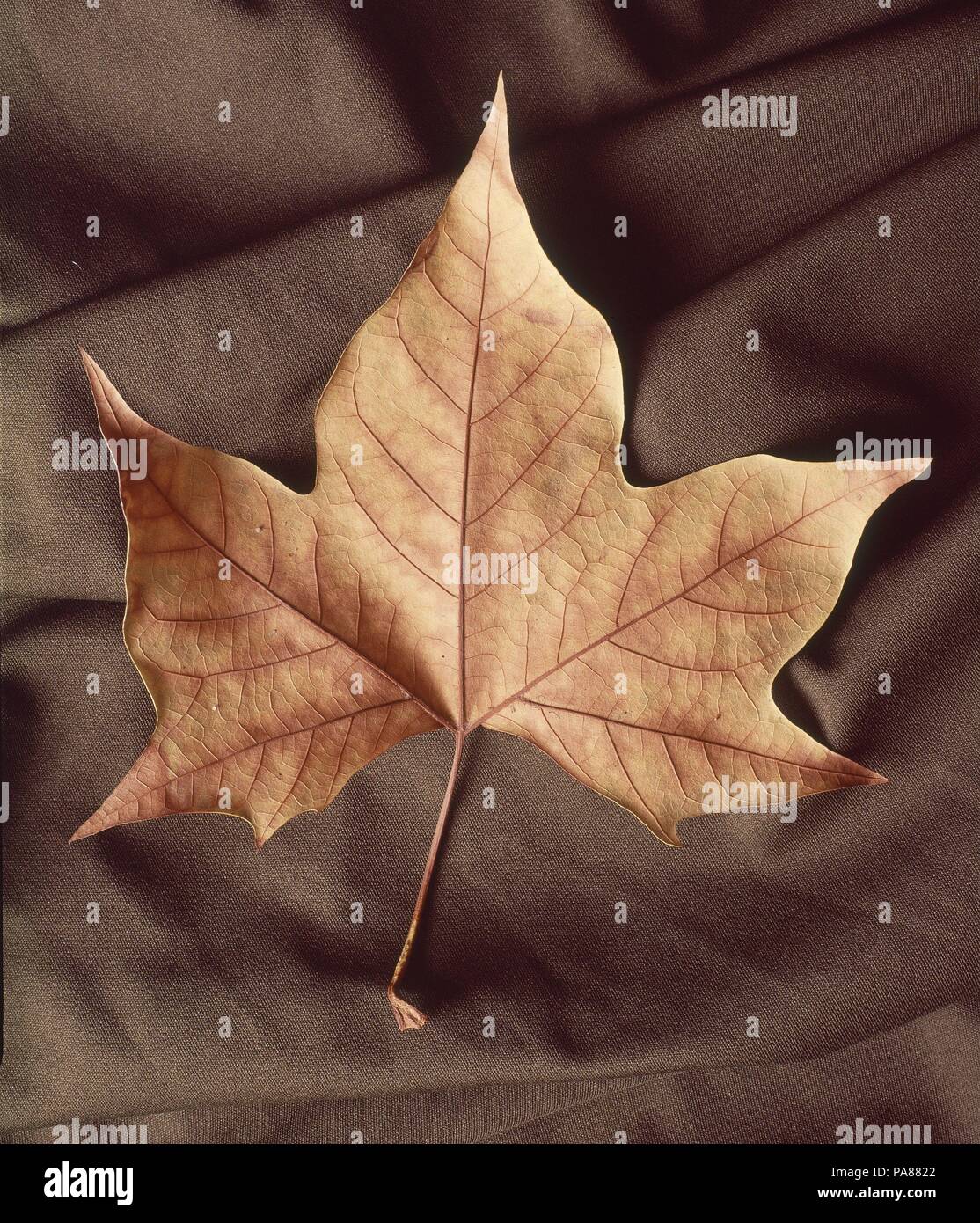 Hoja seca hi-res stock photography and images - Alamy