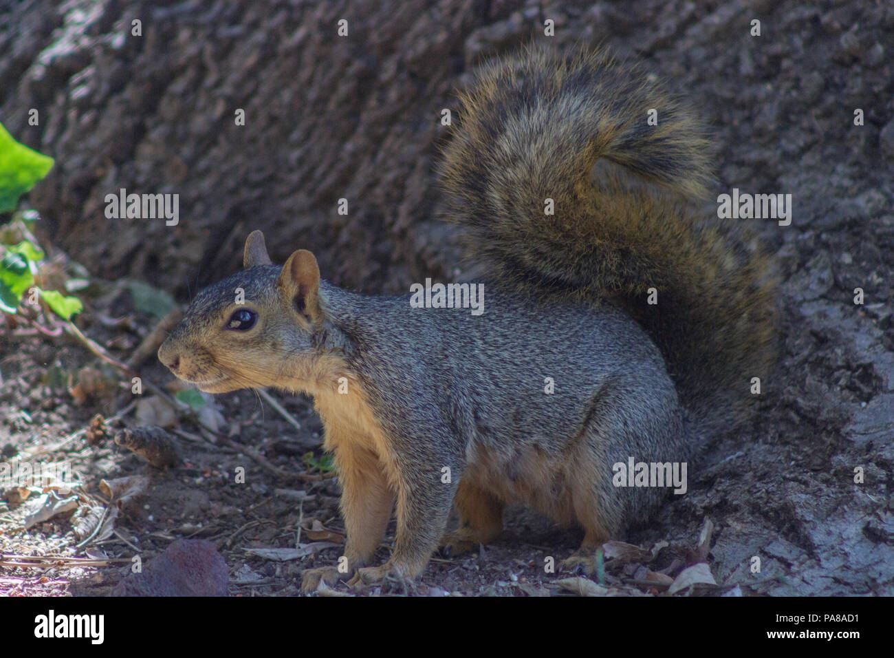 Squirrel at base of tree hi-res stock photography and images - Alamy