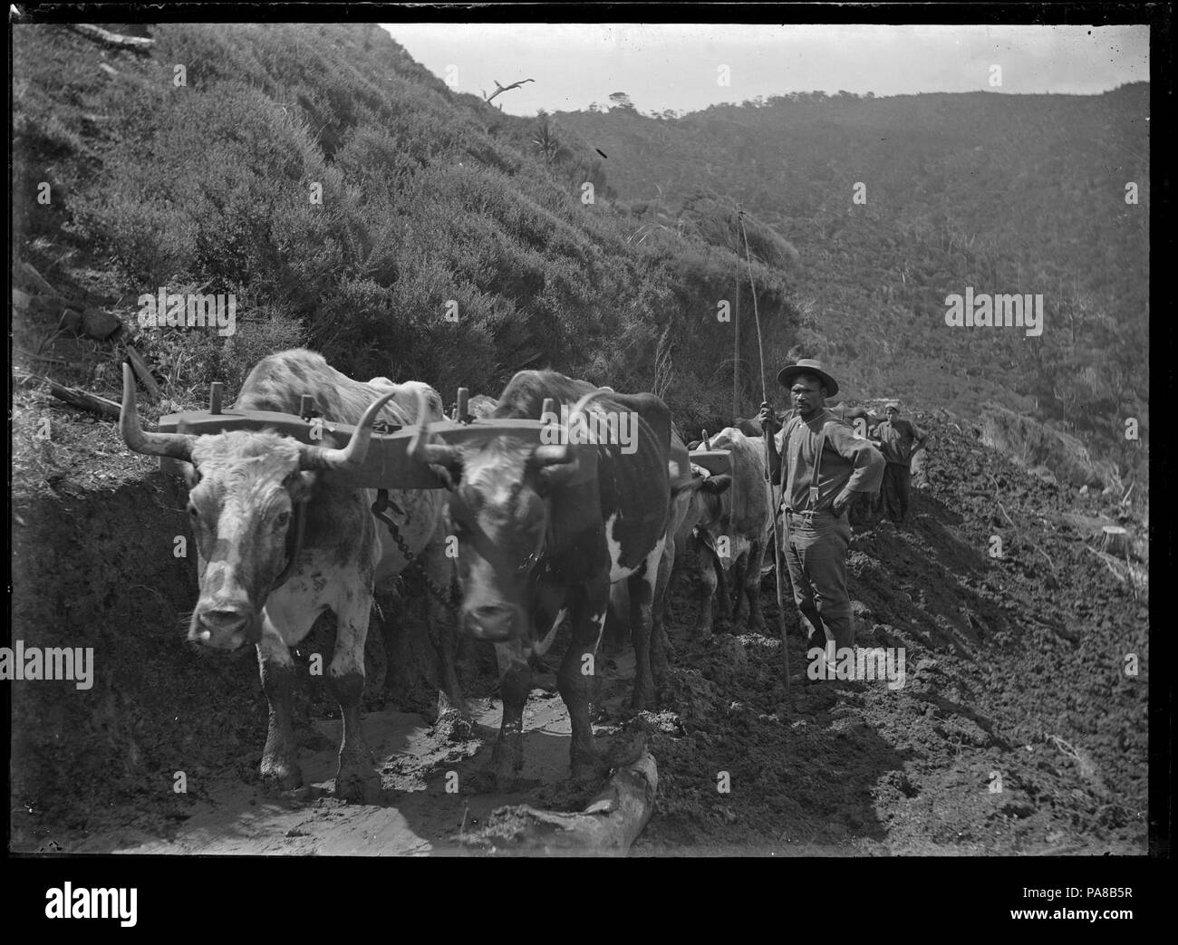 43 Bullock team and bullocky on hillside, near Piha. ATLIB 278444 Stock ...