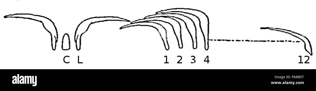 43 Bullacta exarata radula Stock Photo - Alamy