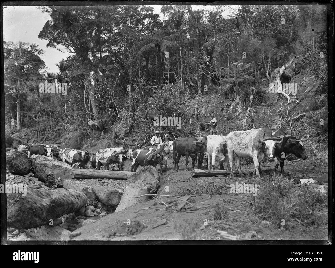 Bullock team hi-res stock photography and images - Alamy