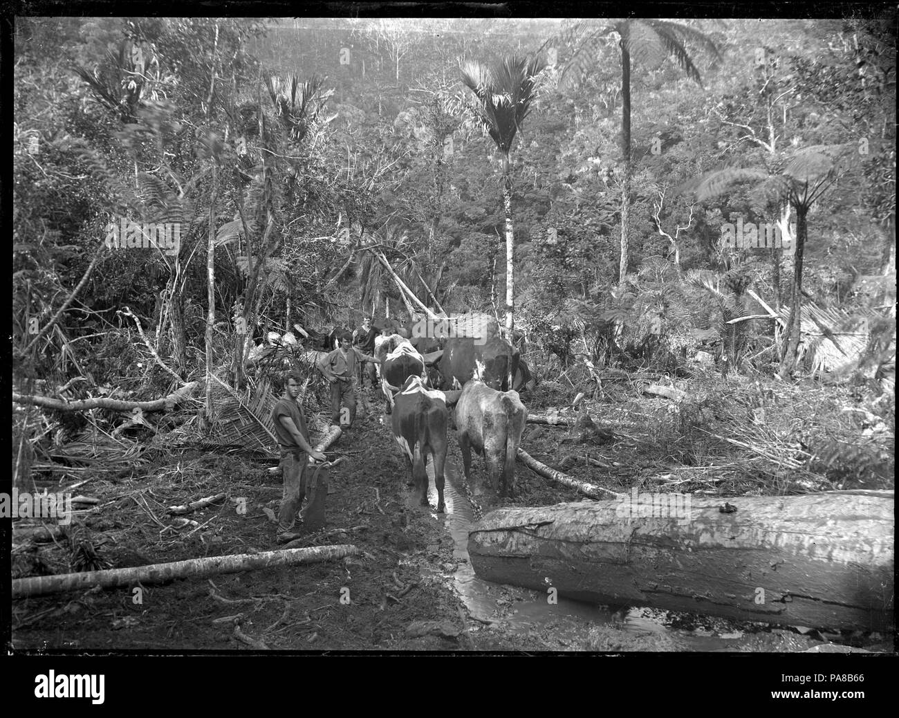 43 Bullock team hauling logs in the bush near Piha. ATLIB 278442 Stock ...