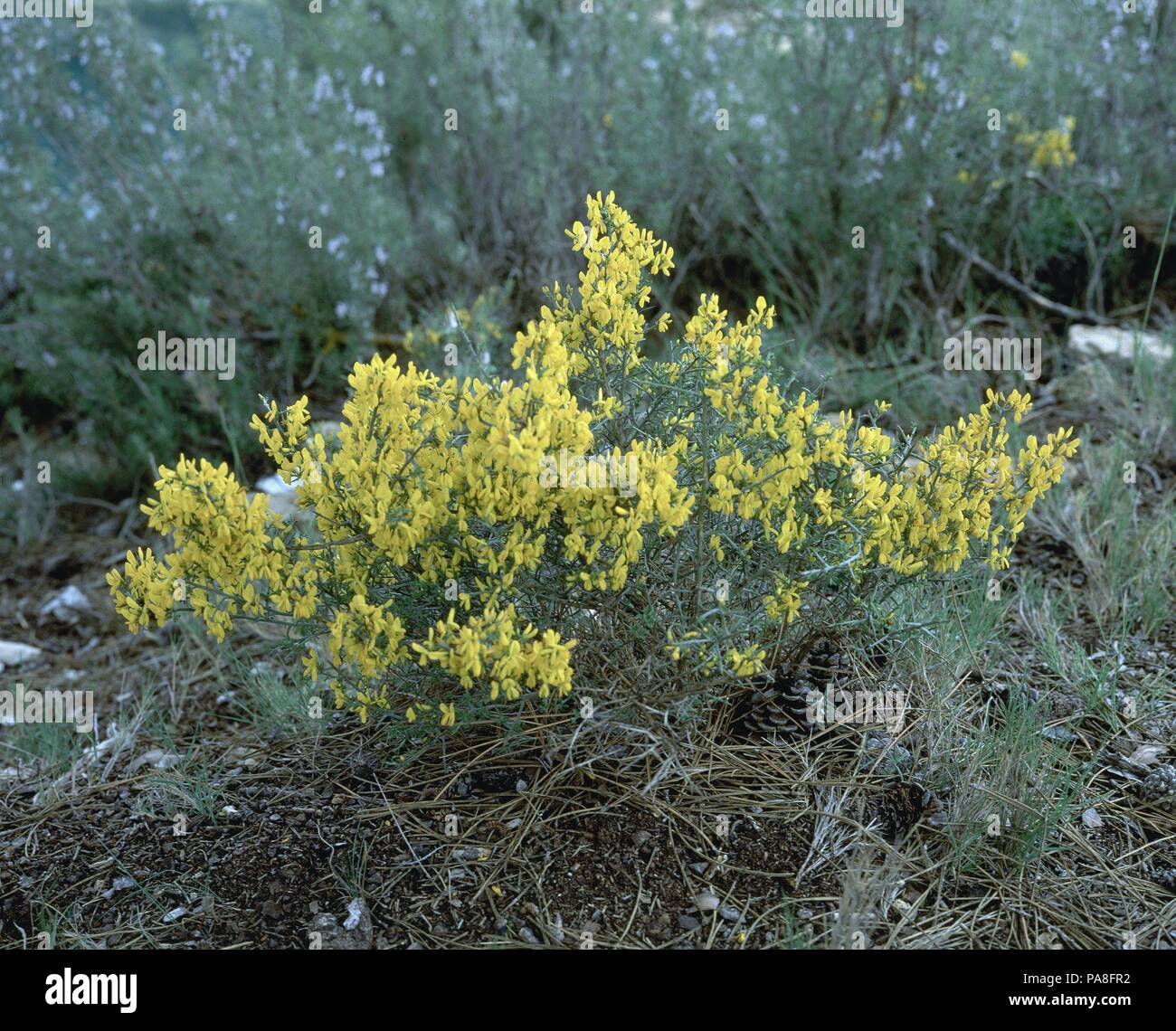 Aulaga hi-res stock photography and images - Alamy