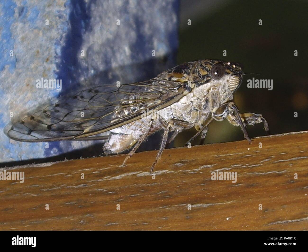 Cigarra hi-res stock photography and images - Alamy