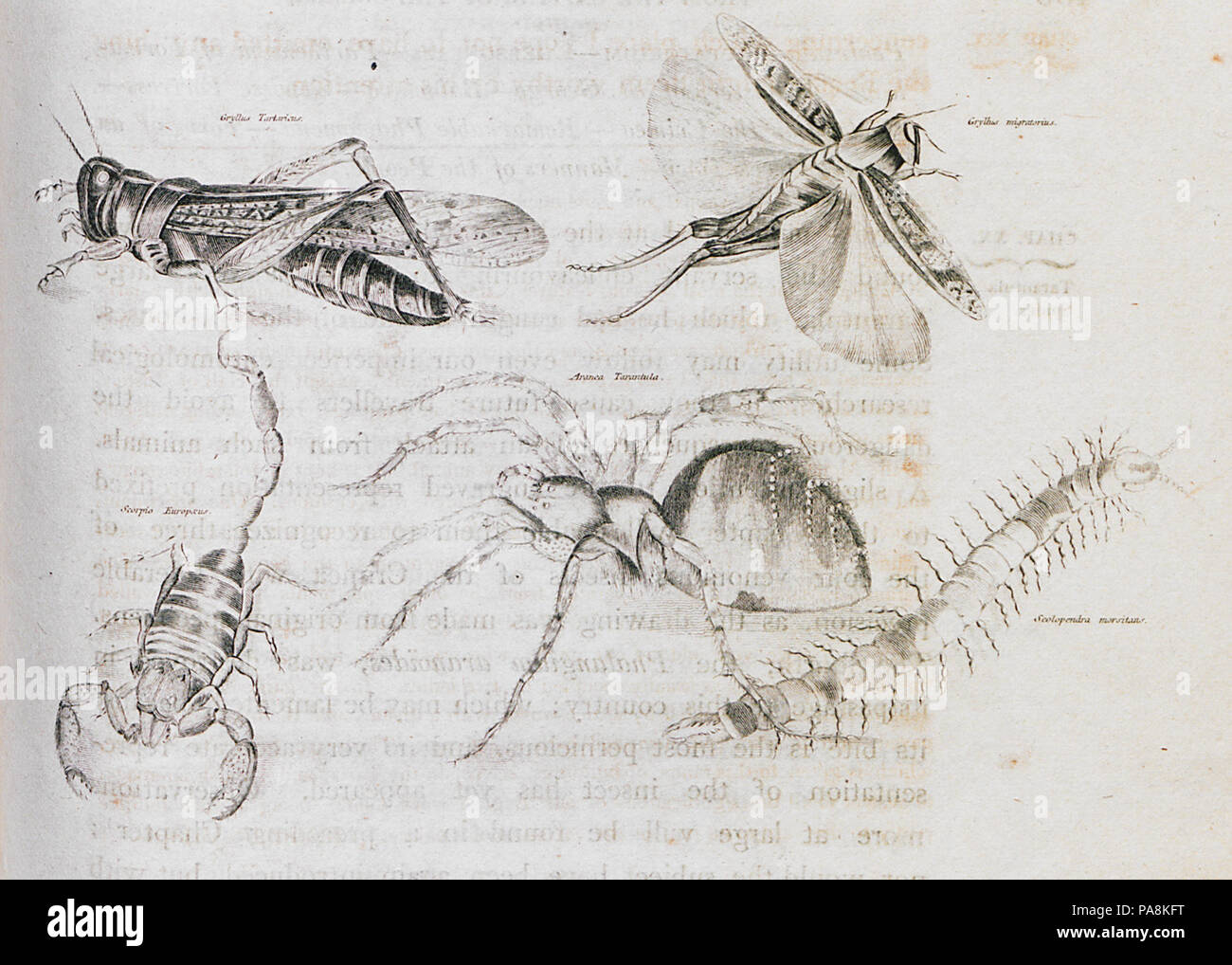 Specific insects hi-res stock photography and images - Alamy