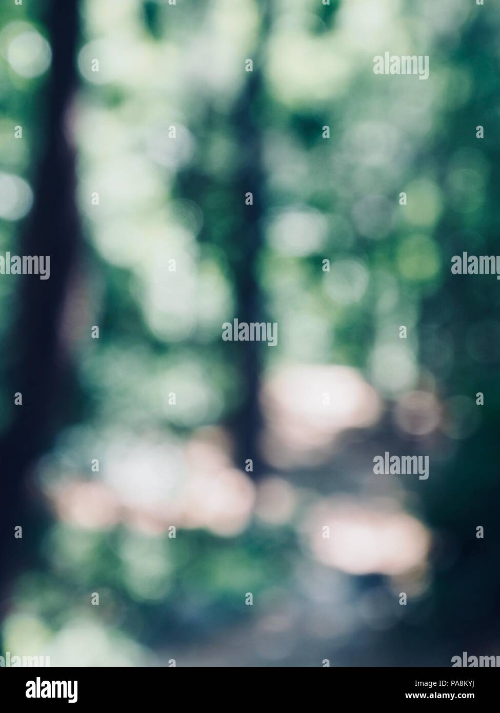Leaf bokeh in the forest, missed focus Stock Photo - Alamy
