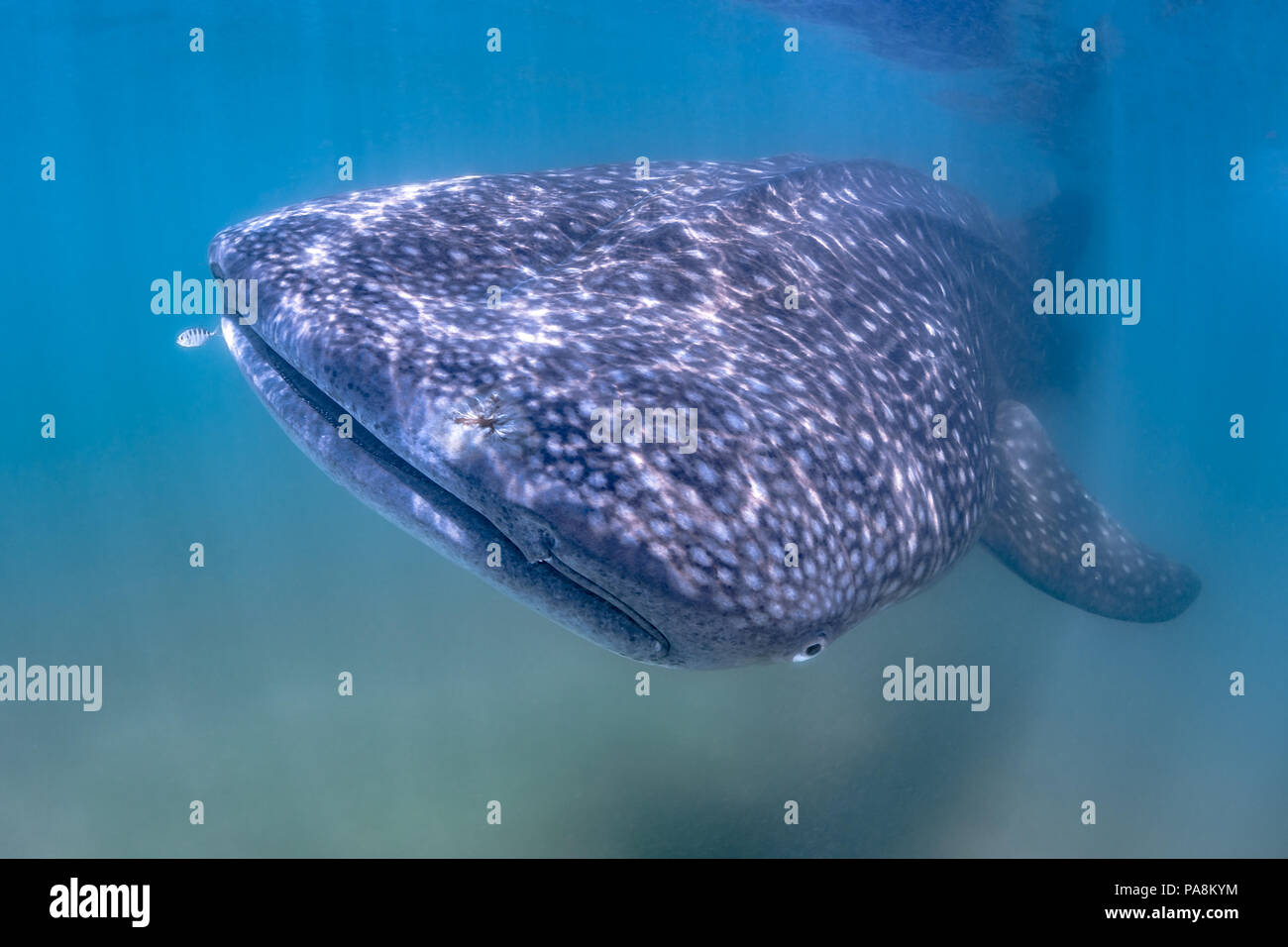 Shallow bays hi-res stock photography and images - Alamy