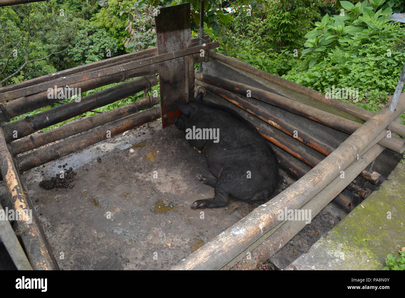 Pelling tour hi-res stock photography and images - Alamy