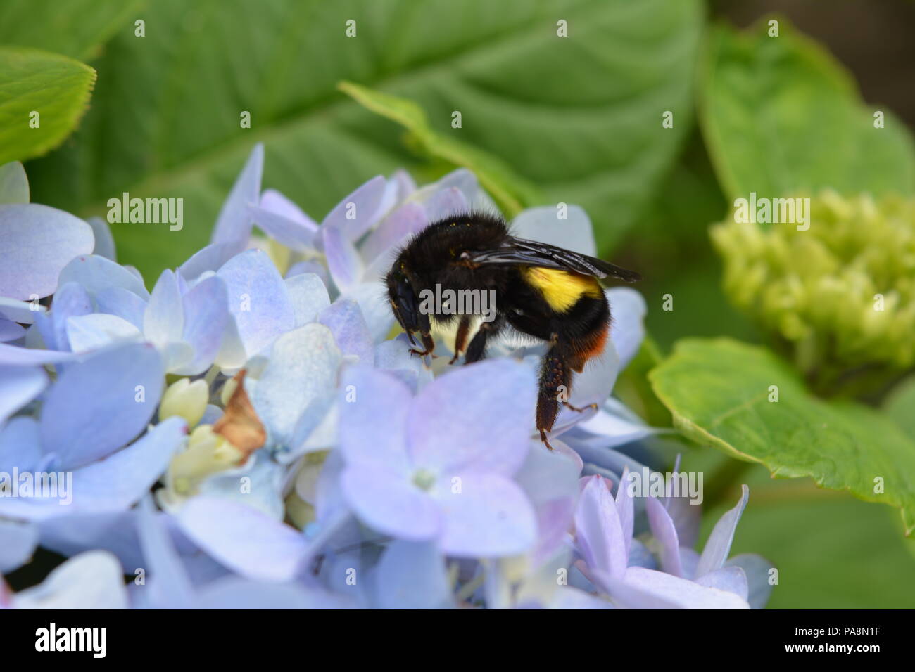 Pelling tour hi-res stock photography and images - Alamy