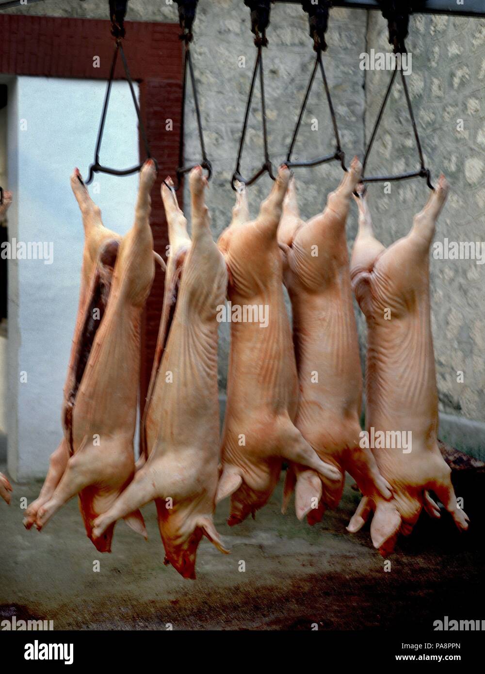 Cerdos cerdos cerdos cerdos hi-res stock photography and images - Alamy