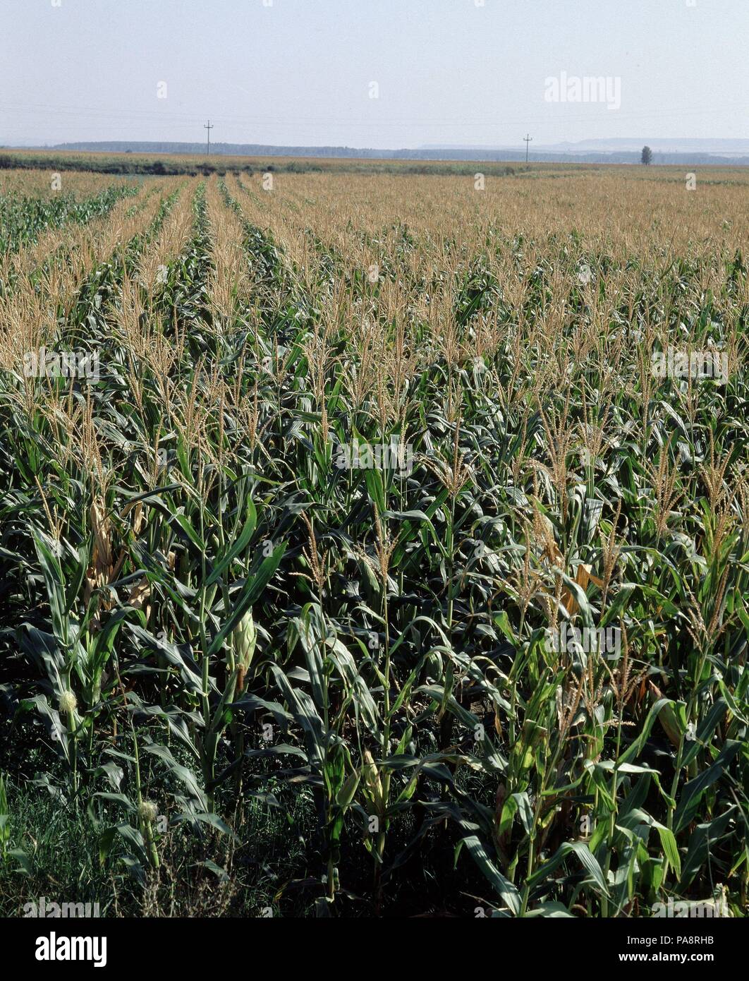 Maizal hi-res stock photography and images - Alamy