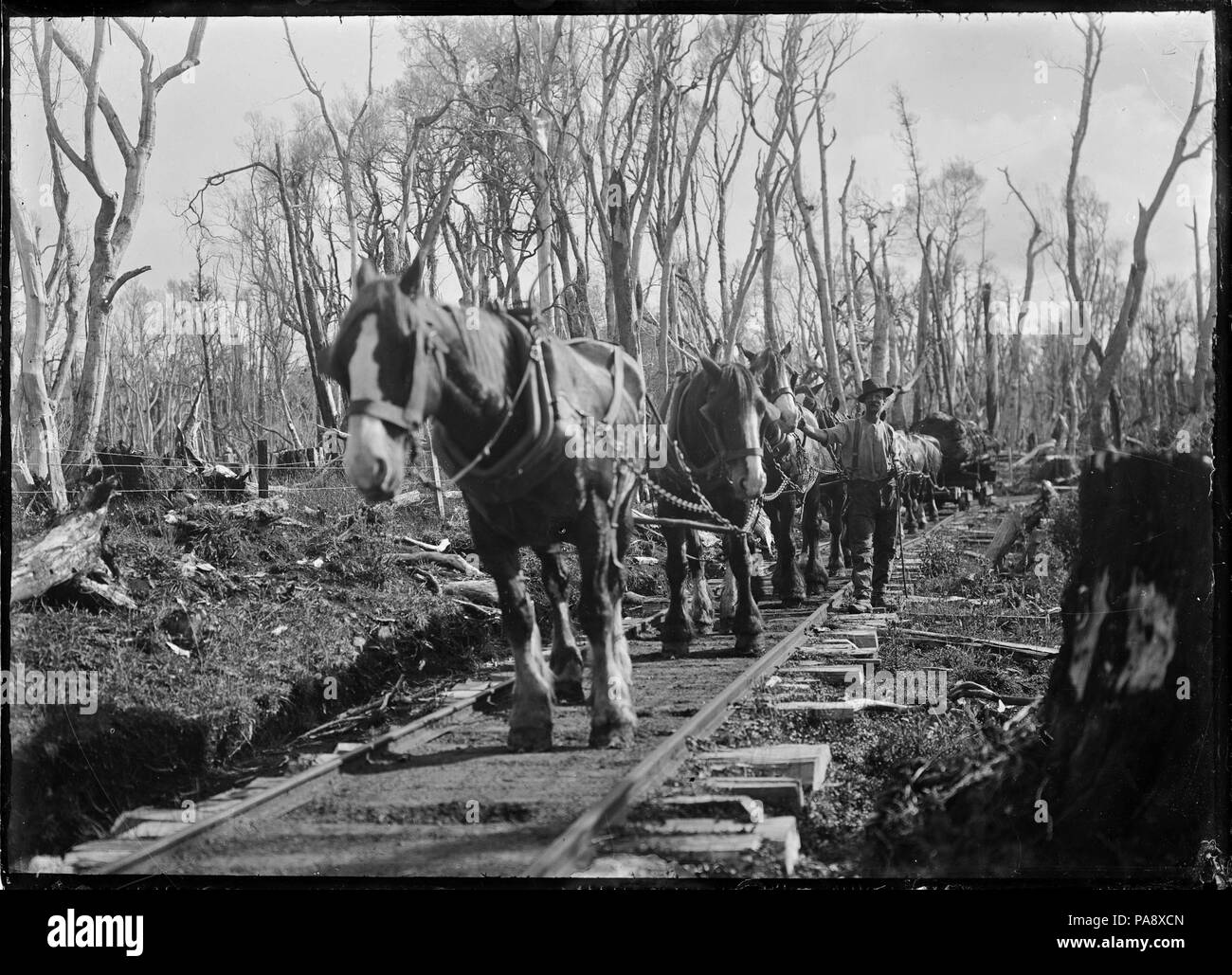 115 Horse-drawn rail timber wagon hauling a log to the mill at Horopito ...