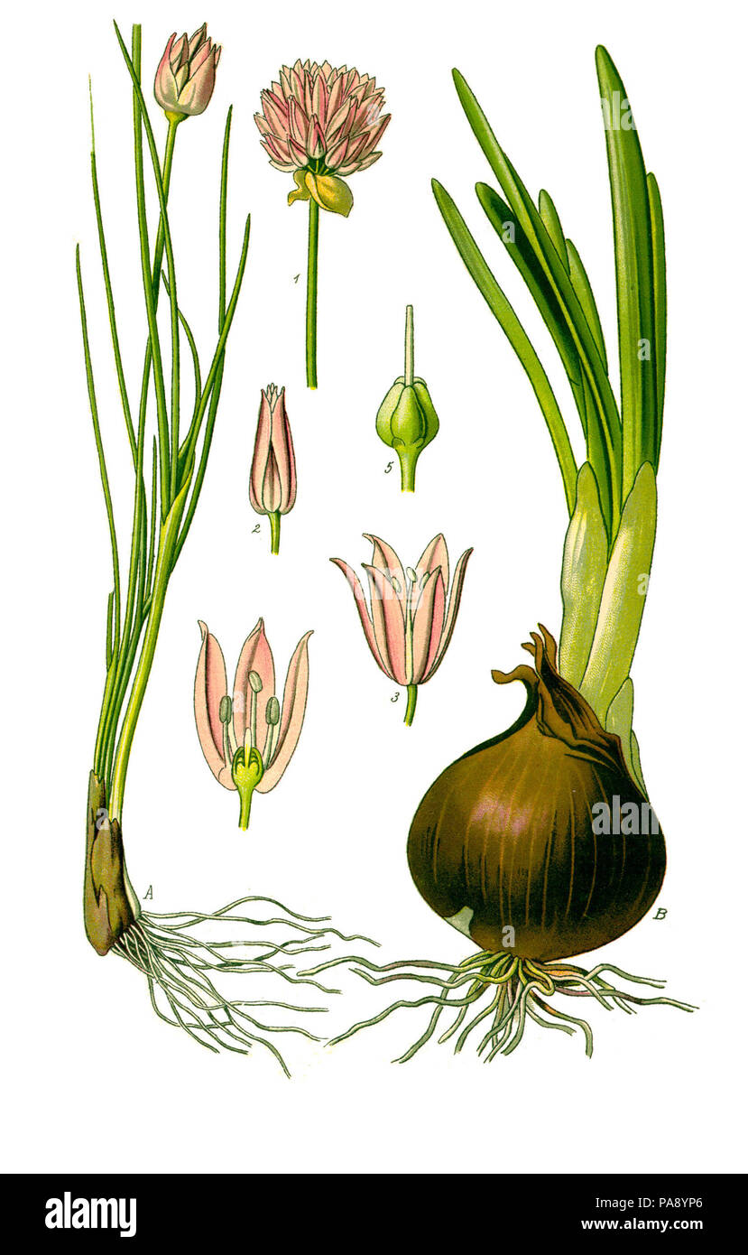 Allium cepa drawing hi-res stock photography and images - Alamy
