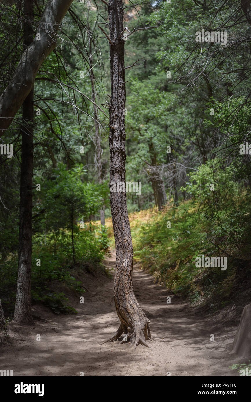 A lone tree grows tall in the center of a worn path Stock Photo - Alamy