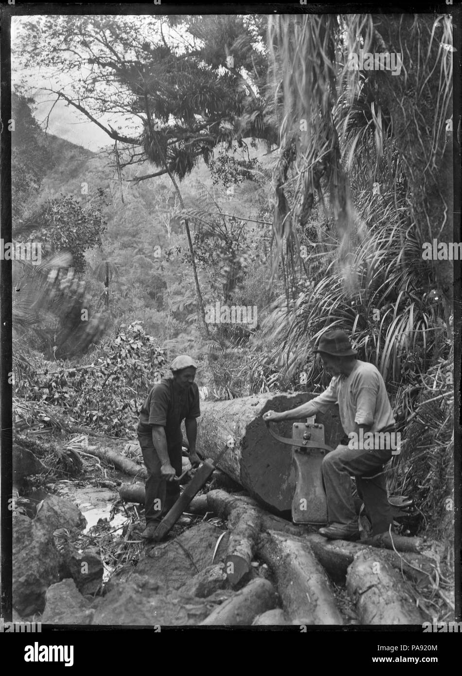 Kauri log hi-res stock photography and images - Alamy